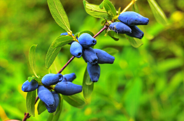 NEW HoneyBerries/Haskap - Baugher's Orchards