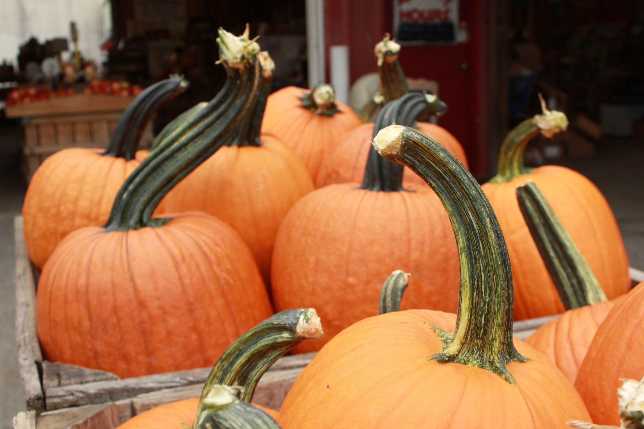 Baugher s Pumpkins Baugher s Orchards And Farms Baugher s Pumpkins Baugher s Orchards And Farms