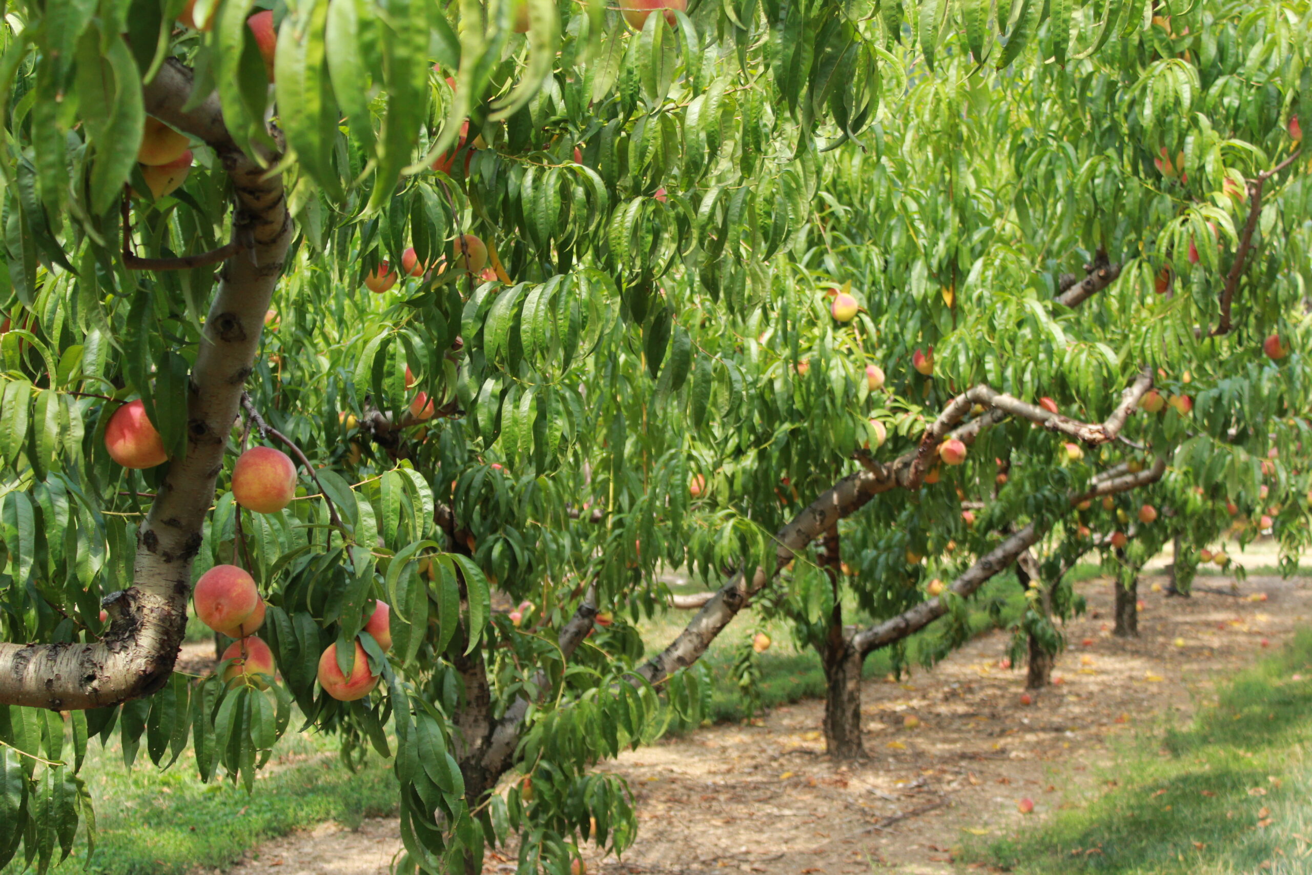 Baugher's Orchards and Farms in Westminster, Maryland