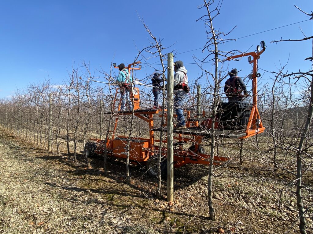 Giving Trees A Haircut - Why We Prune Trees